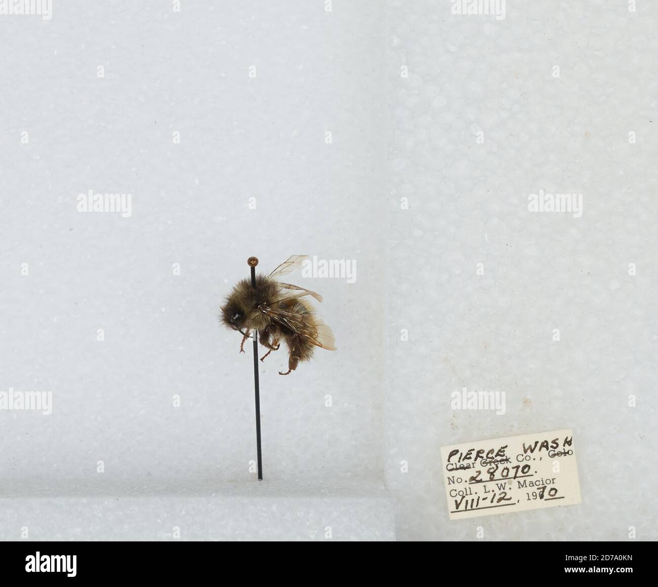 Pierce, Washington, United States, Bombus (Pyrobombus) melanopygus ...
