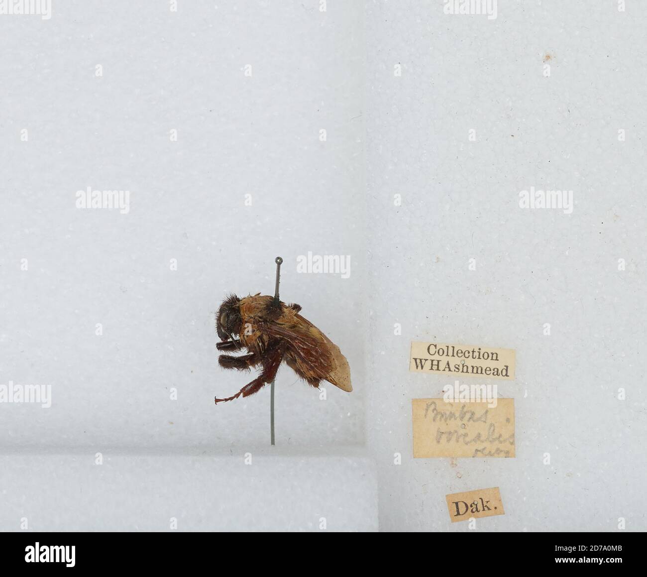 North or South Dakota, United States, Bombus (Fervidobombus) fervidus ...