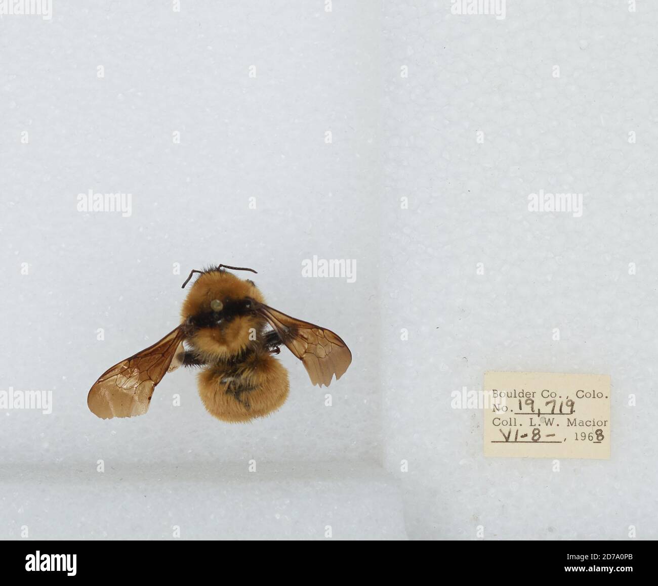 Boulder, Colorado, United States, Bombus (Fervidobombus) fervidus ...