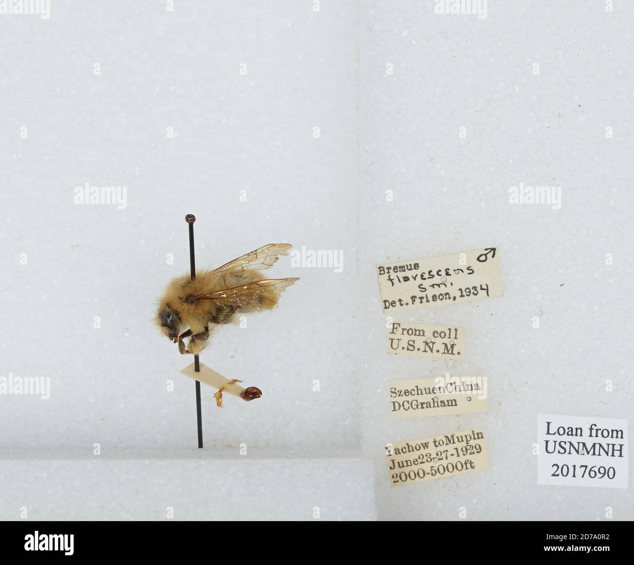 Yucheng to Muping, Sichuan, China, Bombus (Pyrobombus) flavescens Smith ...