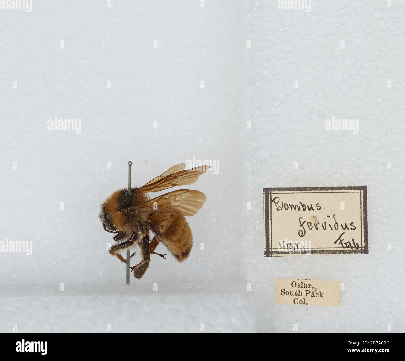 South Park, Park, Colorado, United States, Bombus (Fervidobombus ...