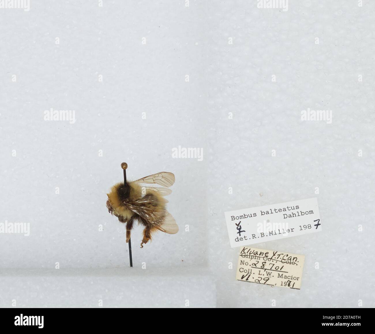 Kluane, Yukon Territory, Canada, Bombus (Alpinobombus) balteatus ...