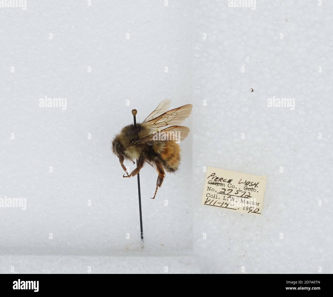 Pierce, Washington, United States, Bombus (Pyrobombus) melanopygus ...