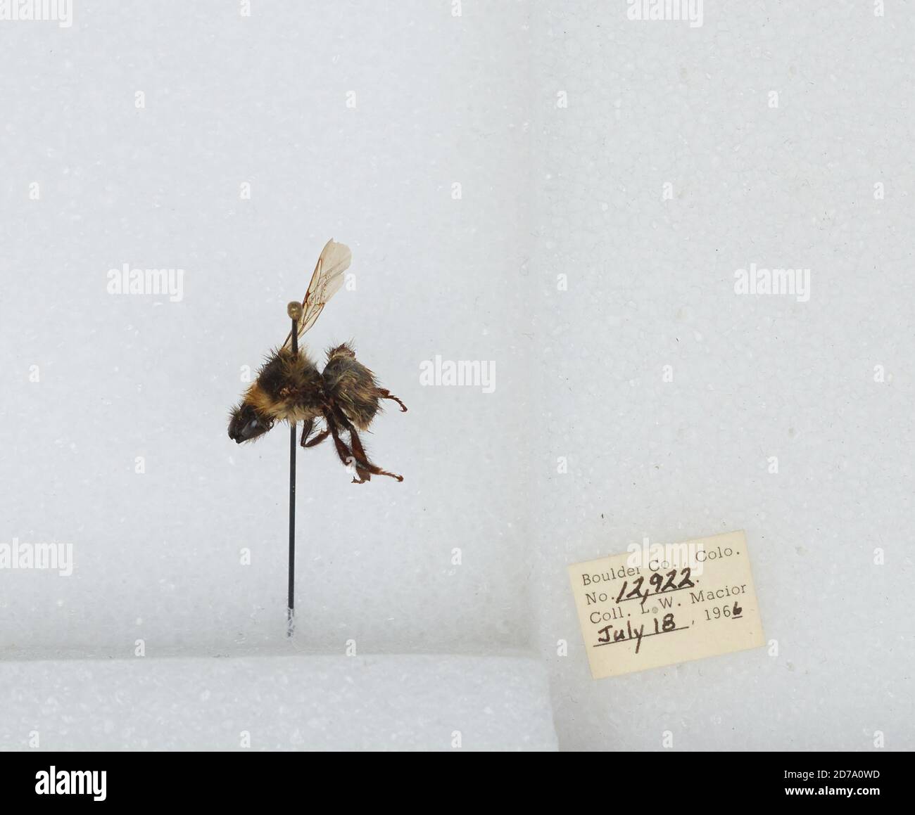 Boulder, Colorado, United States, Bombus (Alpinobombus) balteatus ...