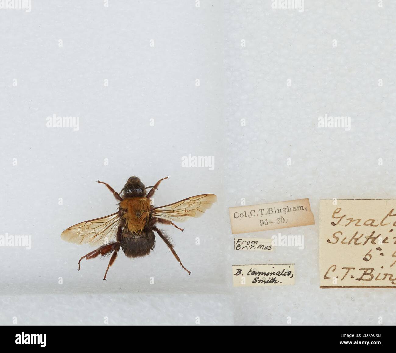 Gnathang, Sikkim, India, Bombus (Festivobombus) festivus Smith ...