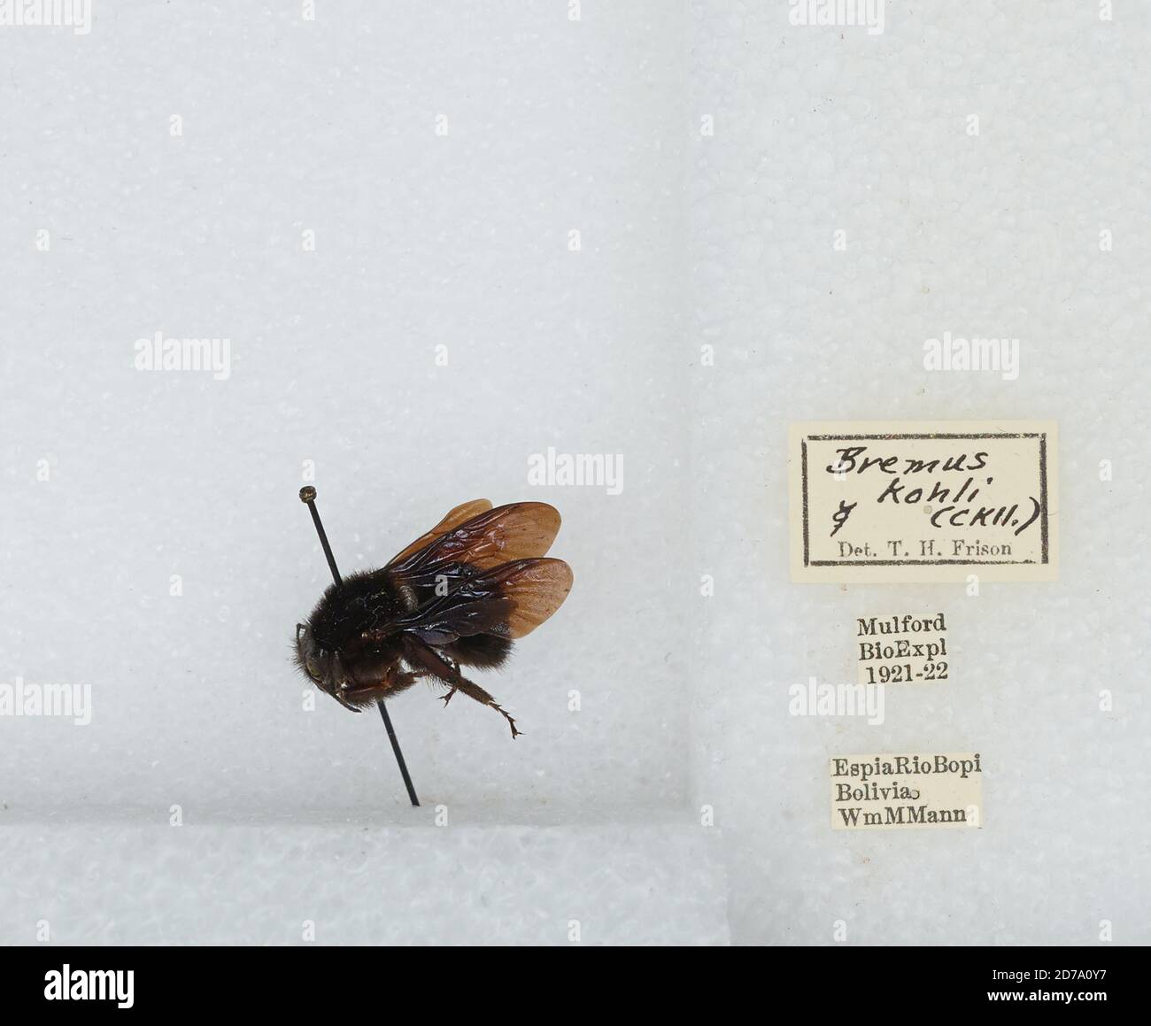 Espia Rio Bopi, La Paz, Bolivia, Bombus (Fervidobombus) morio (Swederus ...