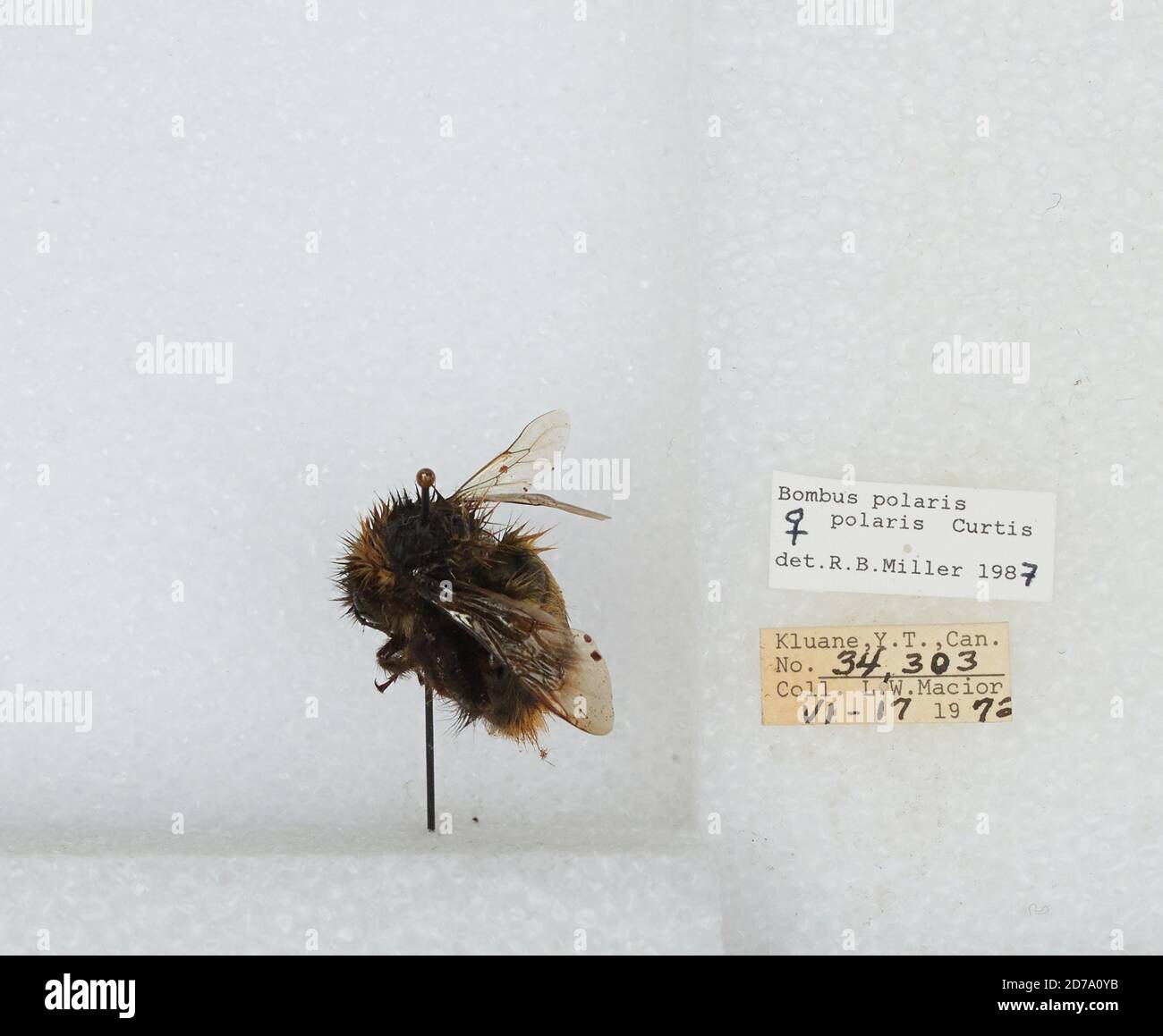 Kluane, Yukon Territory, Canada, Bombus (Alpinobombus) polaris Curtis ...