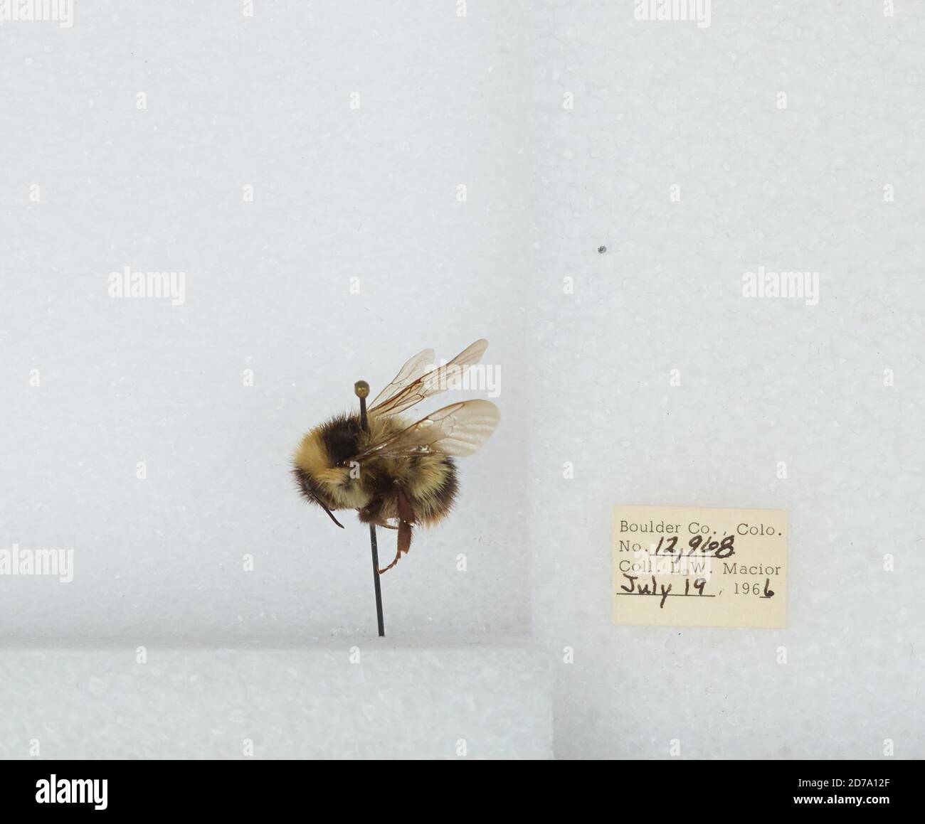 Boulder, Colorado, United States, Bombus (Alpinobombus) balteatus ...