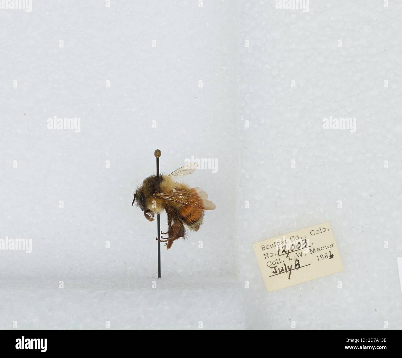 Boulder, Colorado, United States, Bombus (Pyrobombus) melanopygus ...