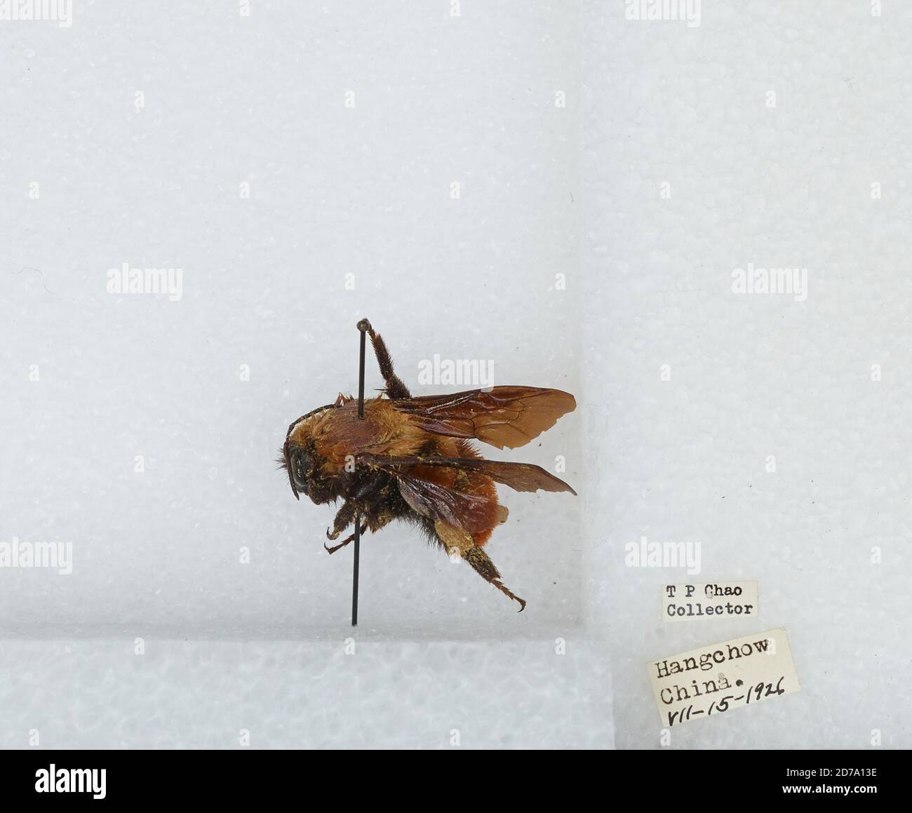 Bombus tricornibombus atripes smith hi-res stock photography and images ...