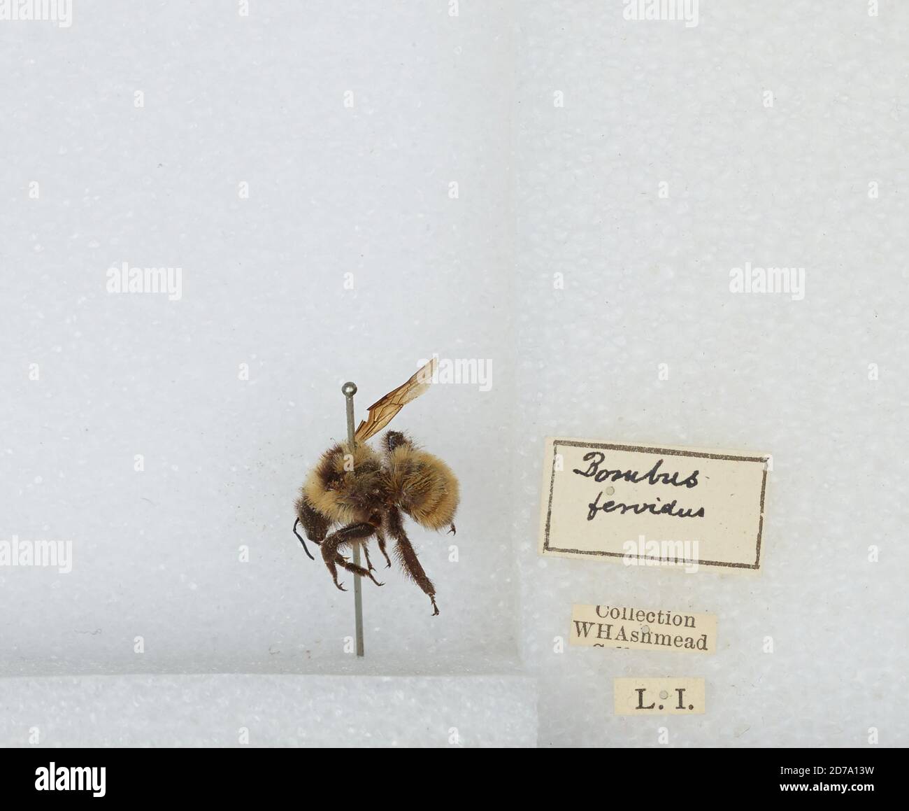 Long Island, New York, United States, Bombus (Fervidobombus) fervidus ...