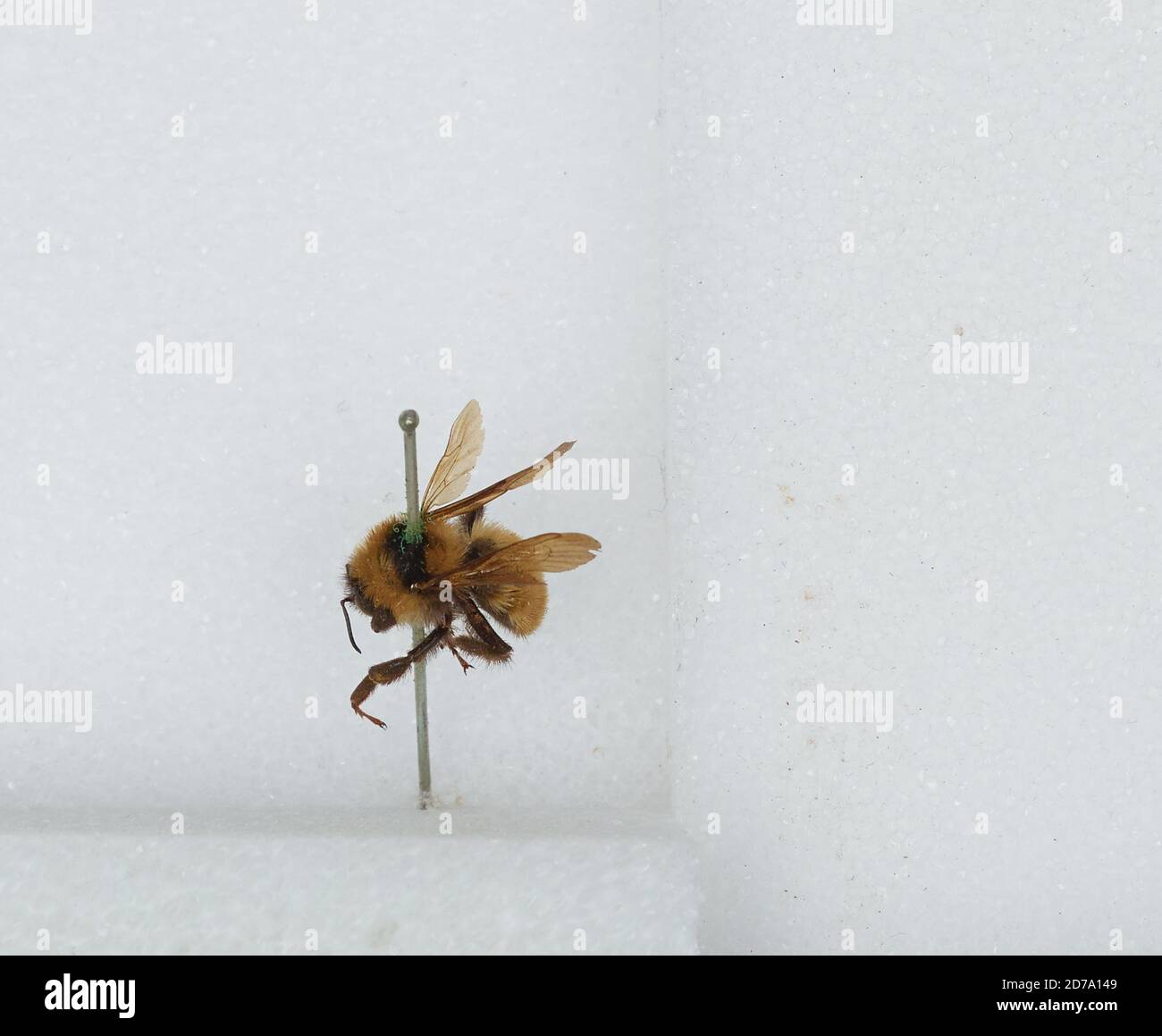 Bombus (Fervidobombus) fervidus fervidus (Fabricius), Animalia ...