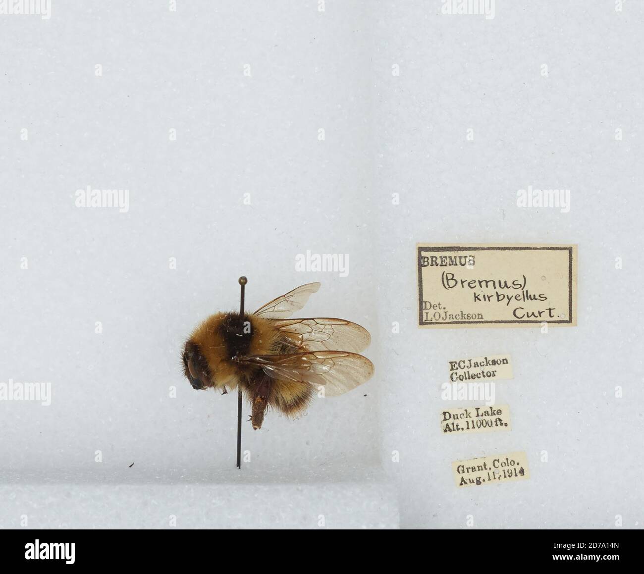 Duck Lake, Grant, Clear Creek, United States, Bombus (Alpinobombus ...