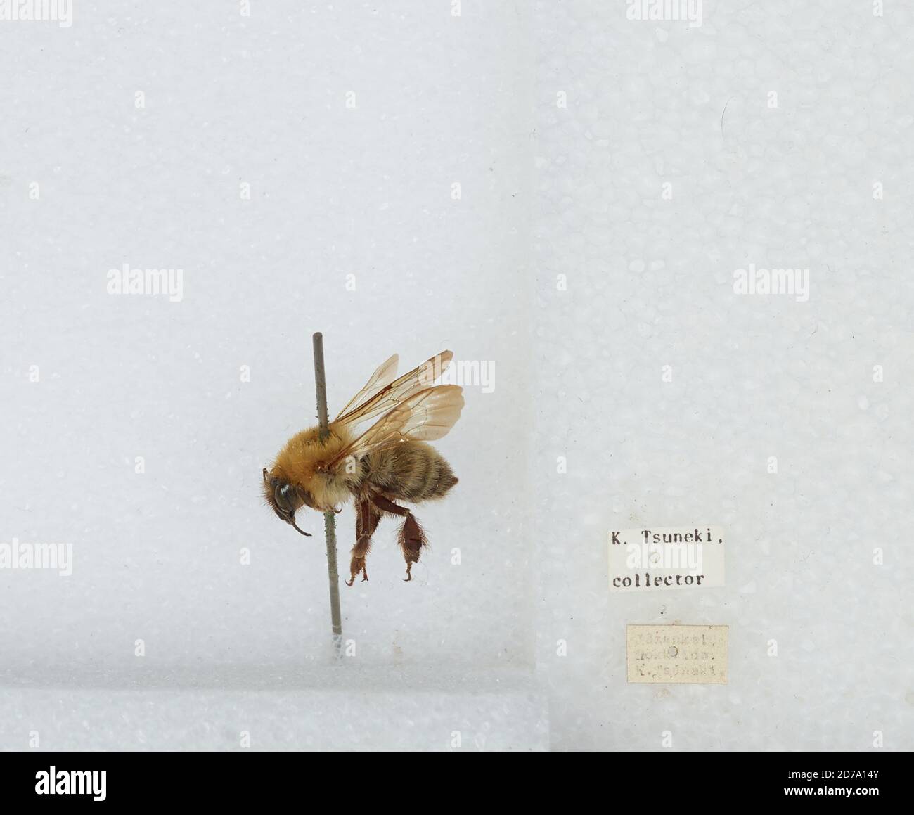 Jozankei, Hokkaido, Japan, Bombus (Diversobombus) diversus Smith ...