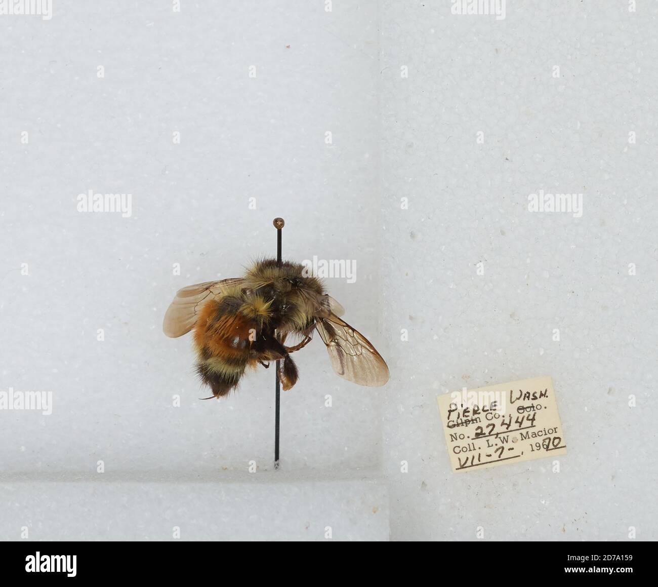 Pierce, Washington, United States, Bombus (Pyrobombus) melanopygus ...