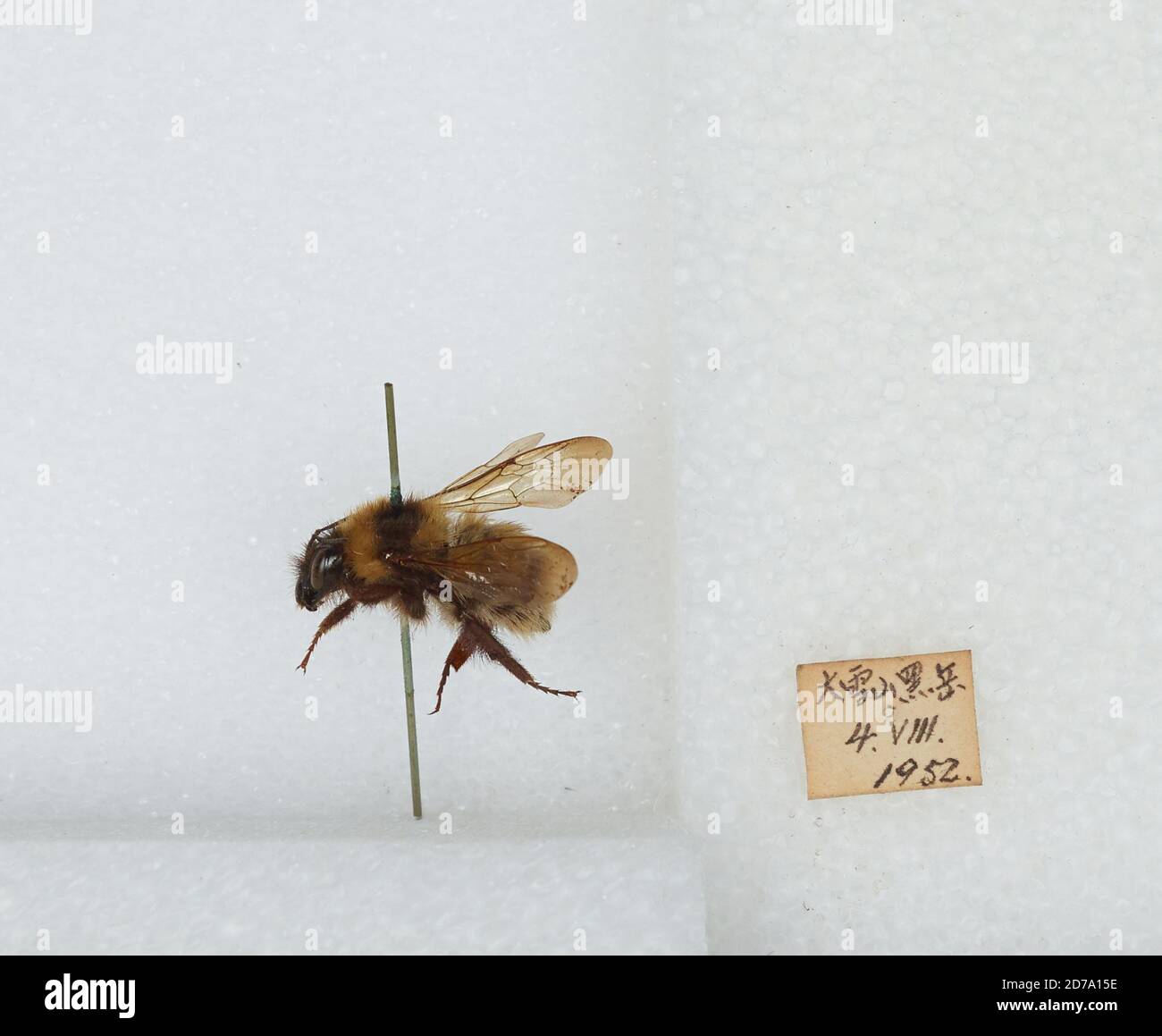 Mount Kuro, Daisetsuzan, Japan, Bombus (Diversobombus) diversus Smith ...