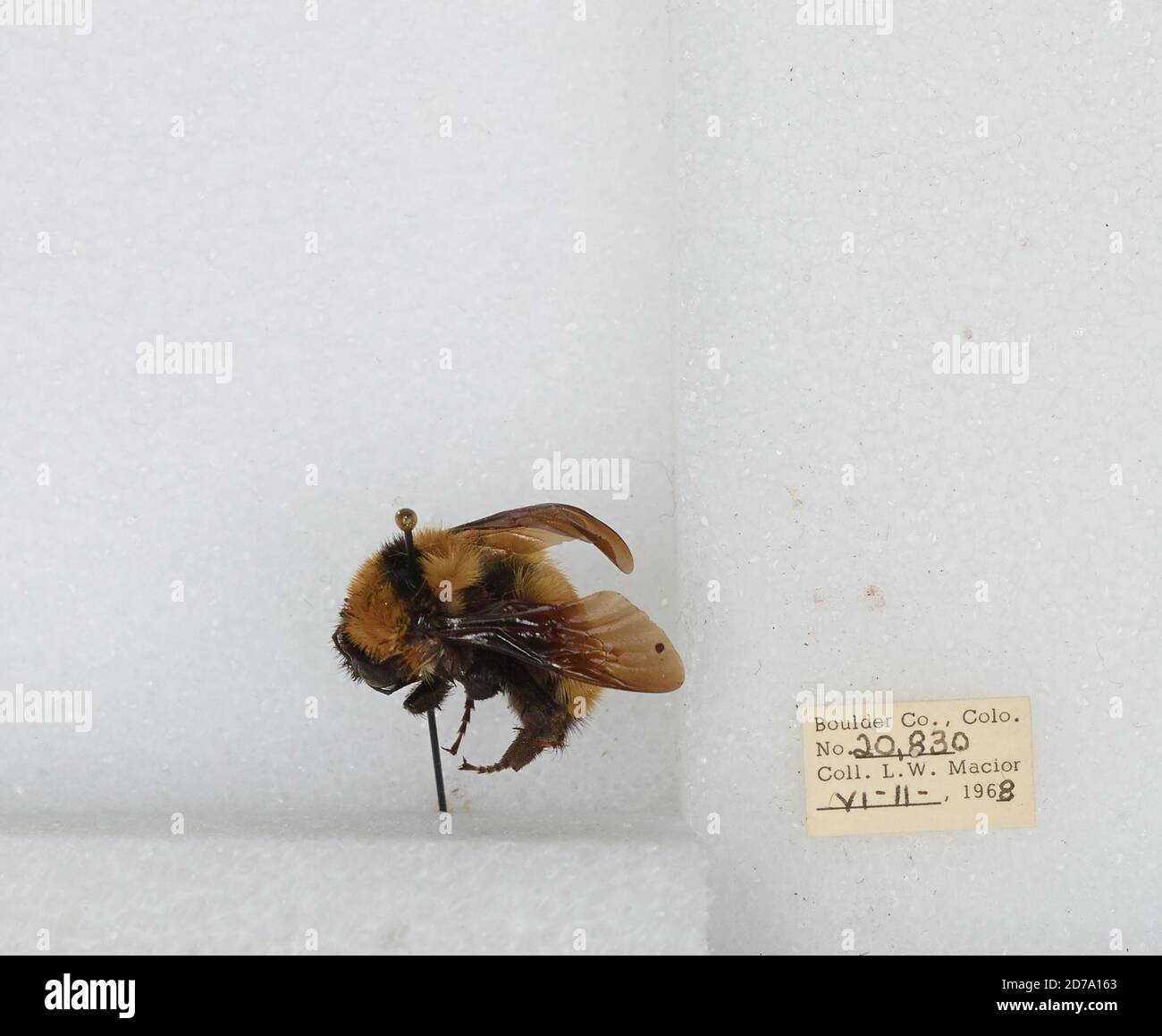 Boulder, Colorado, United States, Bombus (Fervidobombus) fervidus ...