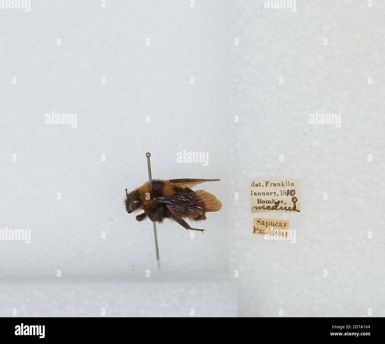 Sapucai, Paraguarí department, Paraguay, Bombus (Fervidobombus) medius ...