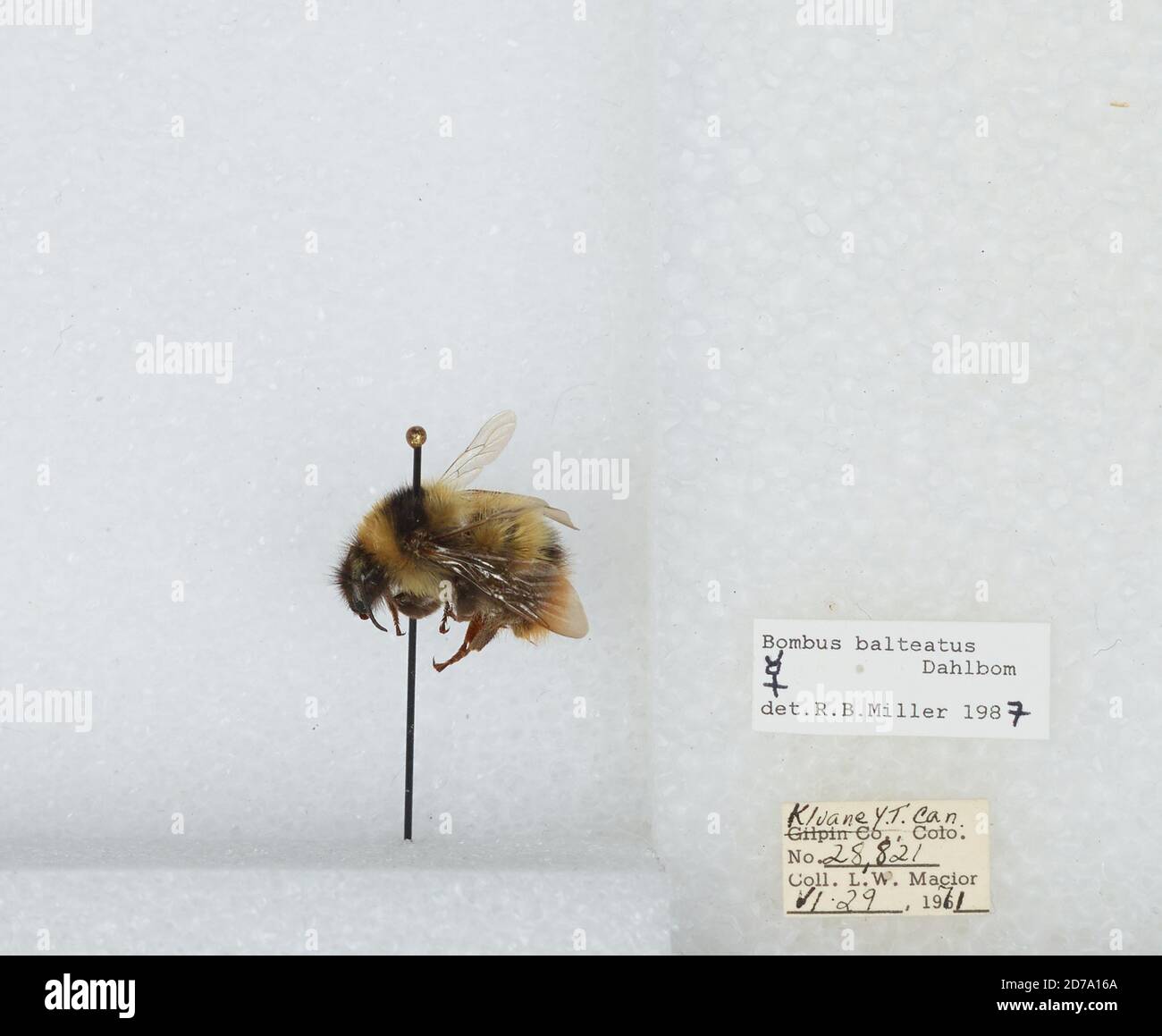 Kluane, Yukon Territory, Canada, Bombus (Alpinobombus) balteatus ...