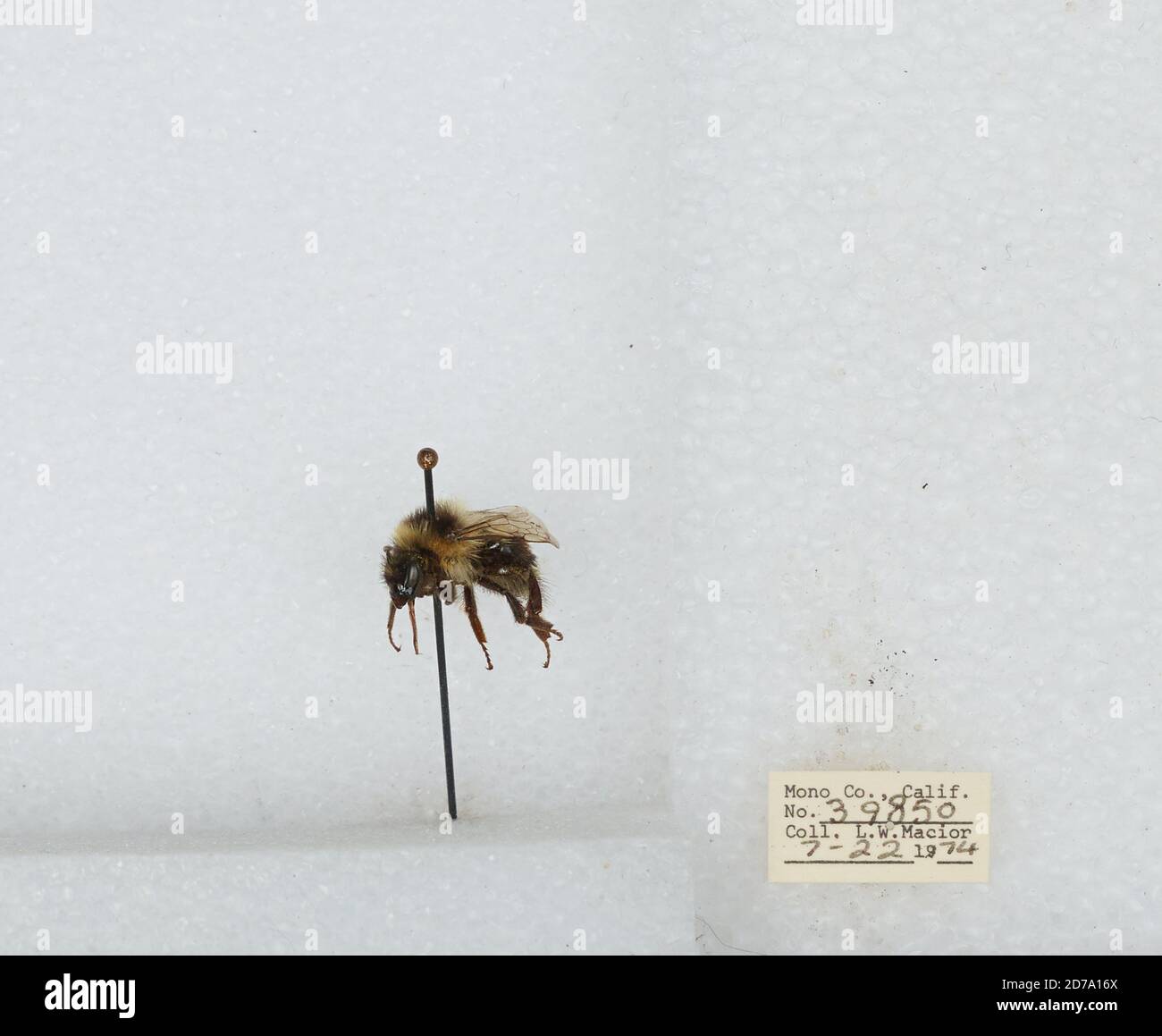 Mono, California, United States, Bombus (Cullumanobombus) rufocinctus ...
