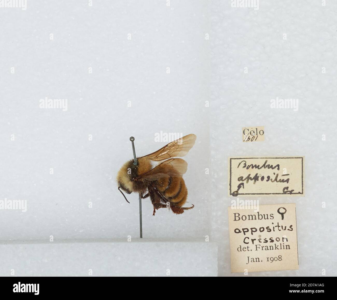 Colorado, United States, Bombus (Subterraneobombus) appositus Cresson ...