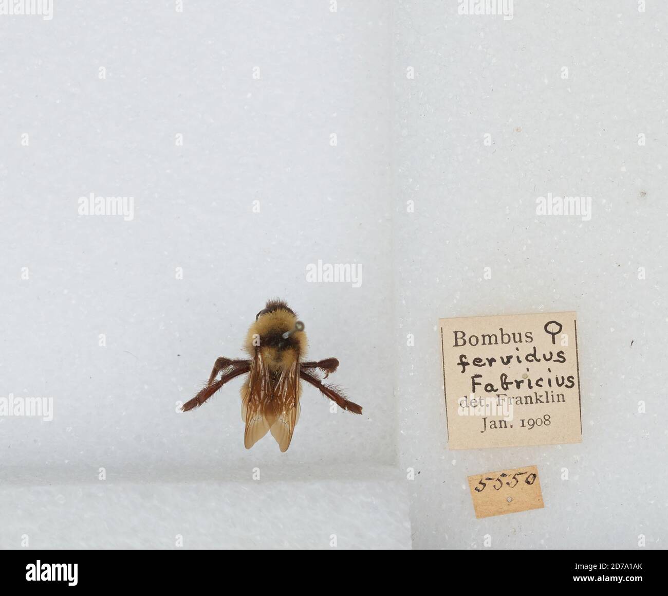 Bombus (Fervidobombus) fervidus fervidus (Fabricius), Animalia ...