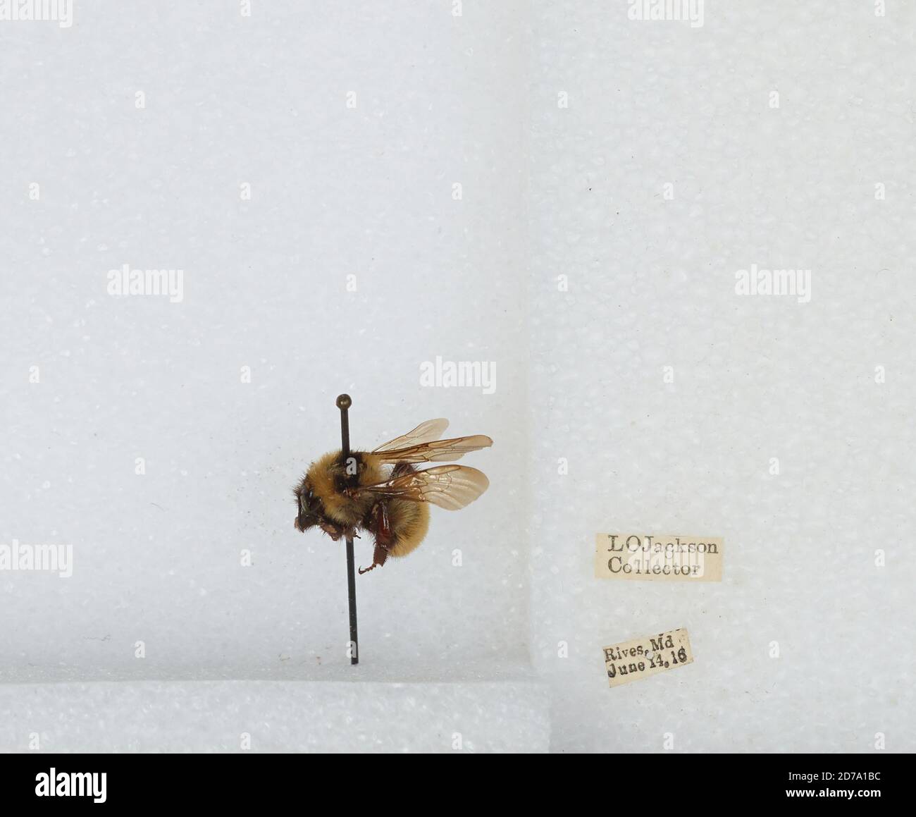 Rives, Prince George's, Maryland, United States, Bombus (Fervidobombus ...