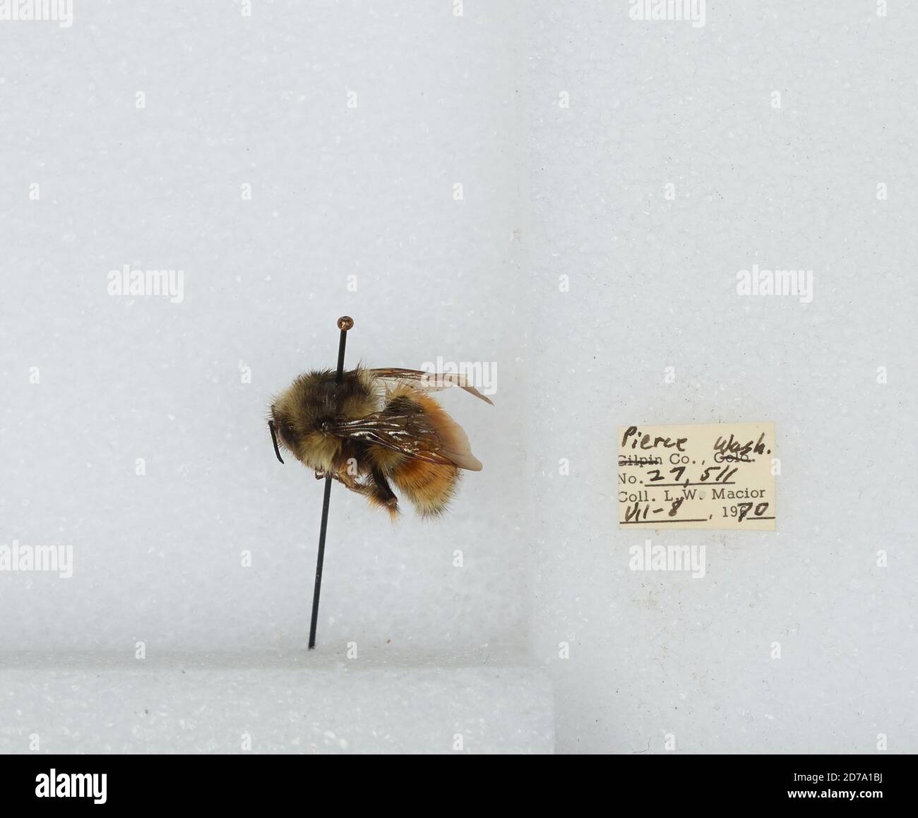 Pierce, Washington, United States, Bombus (Pyrobombus) melanopygus ...
