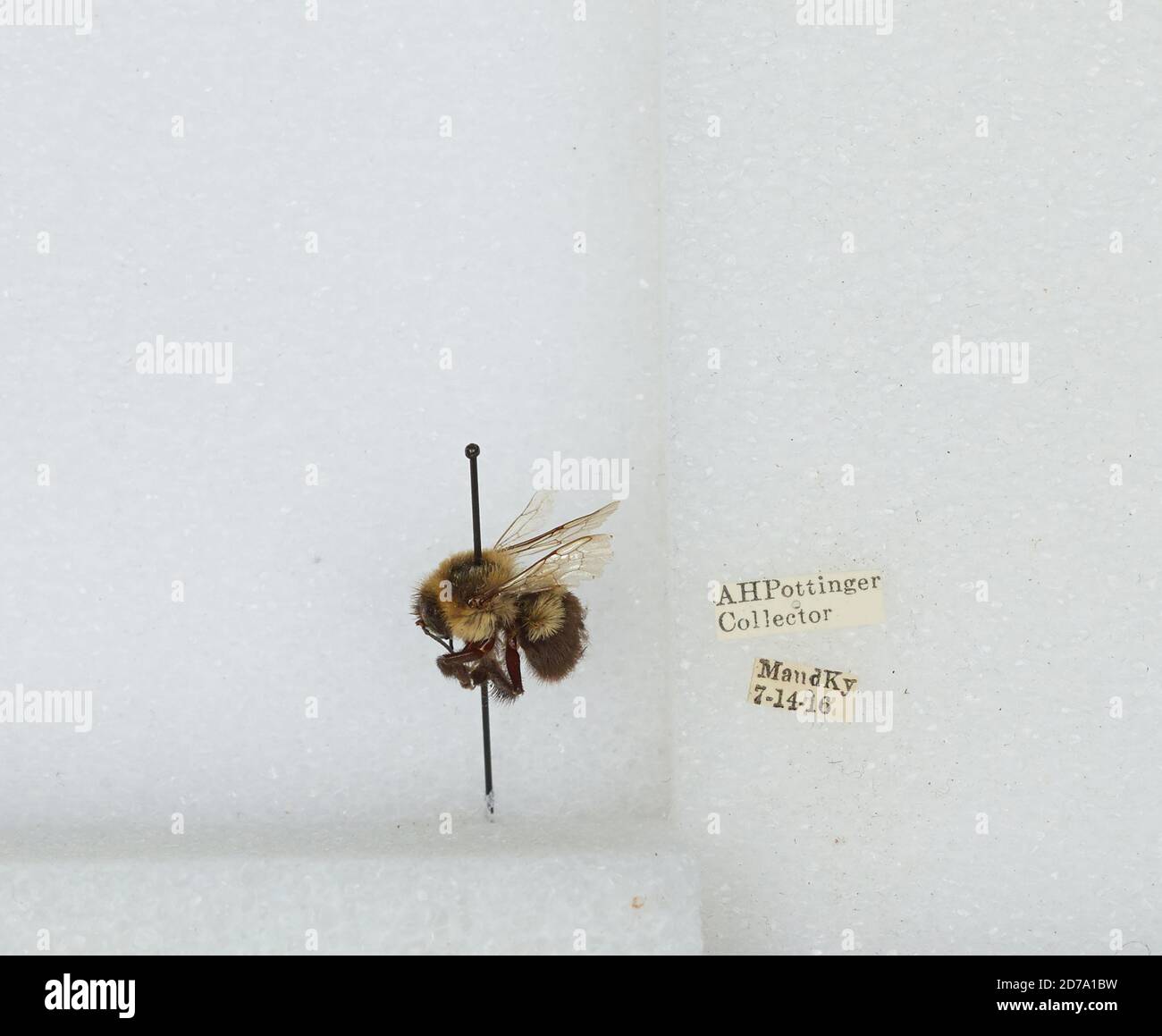 Maud, Washington, Kentucky, United States, Bombus (Pyrobombus ...