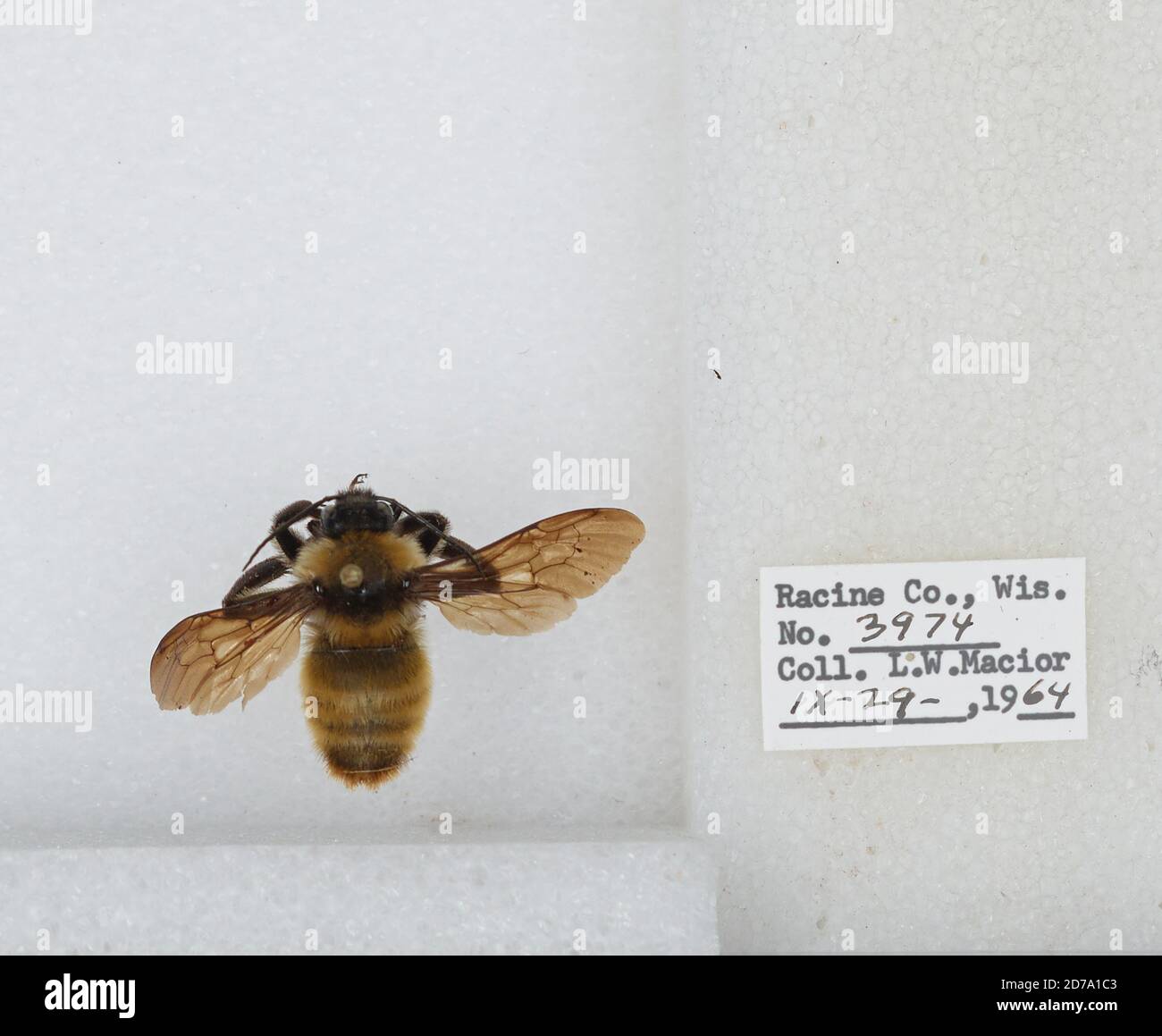 Racine, Wisconsin, United States, Bombus (Fervidobombus) fervidus ...