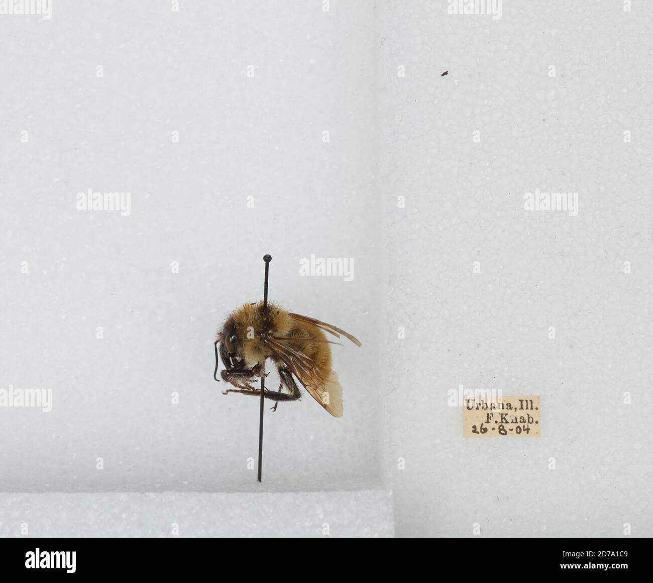 Urbana, Champaign, Illinois, United States, Bombus (Fervidobombus ...