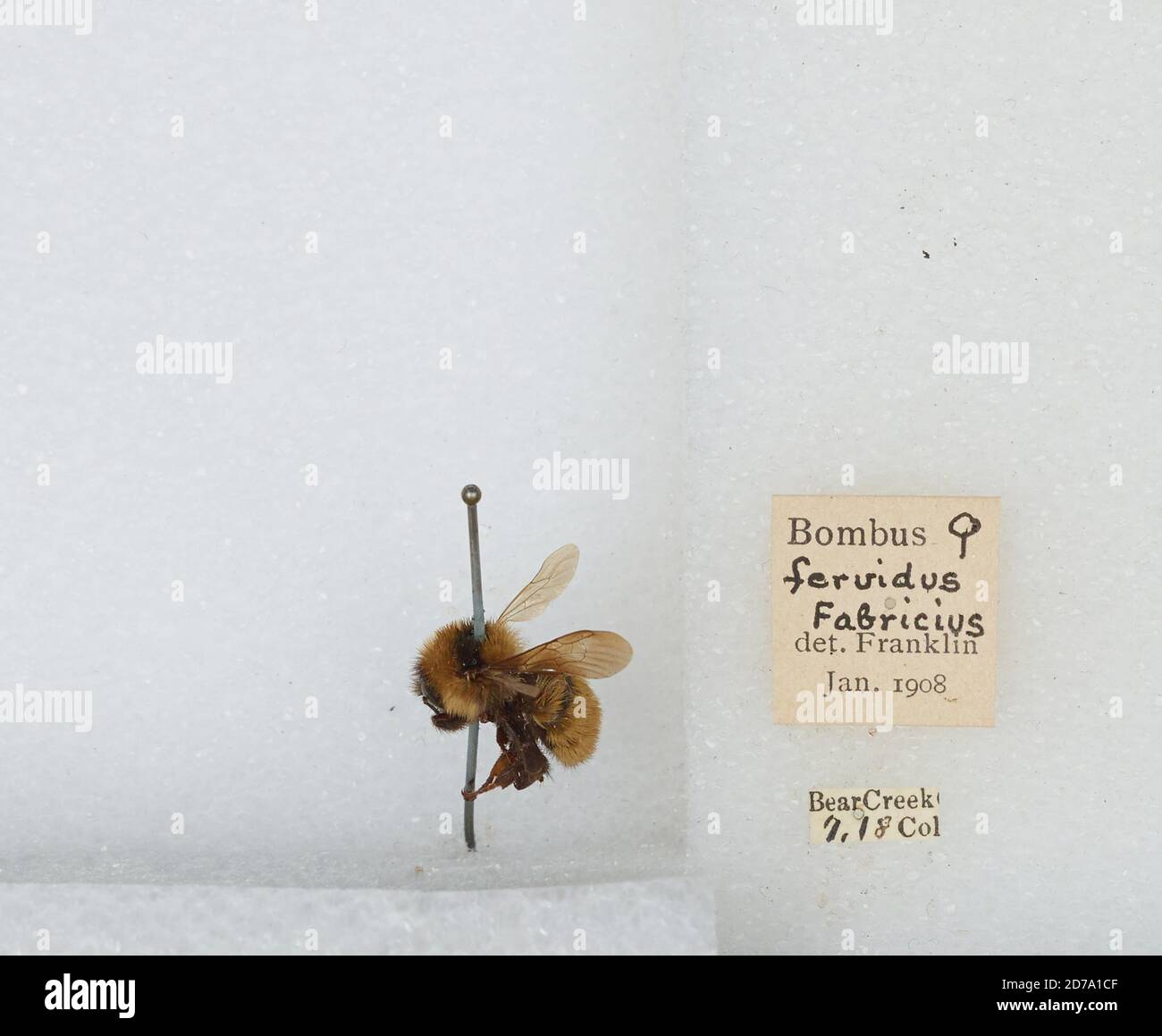 Bear Creek, Clear Creek, Colorado, United States, Bombus (Fervidobombus ...