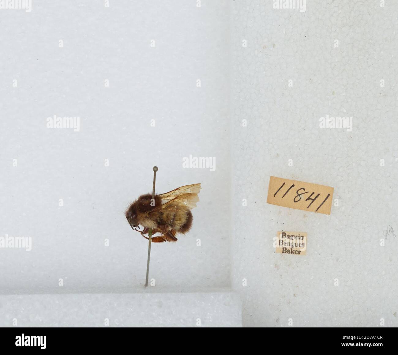 Baguio, Benguet, Philippines, Bombus (Pyrobombus) flavescens Smith ...