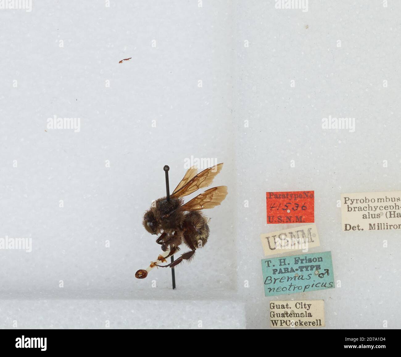 Guatemala City, Guatamala, Guatemala, Bombus (Cullumanobombus ...