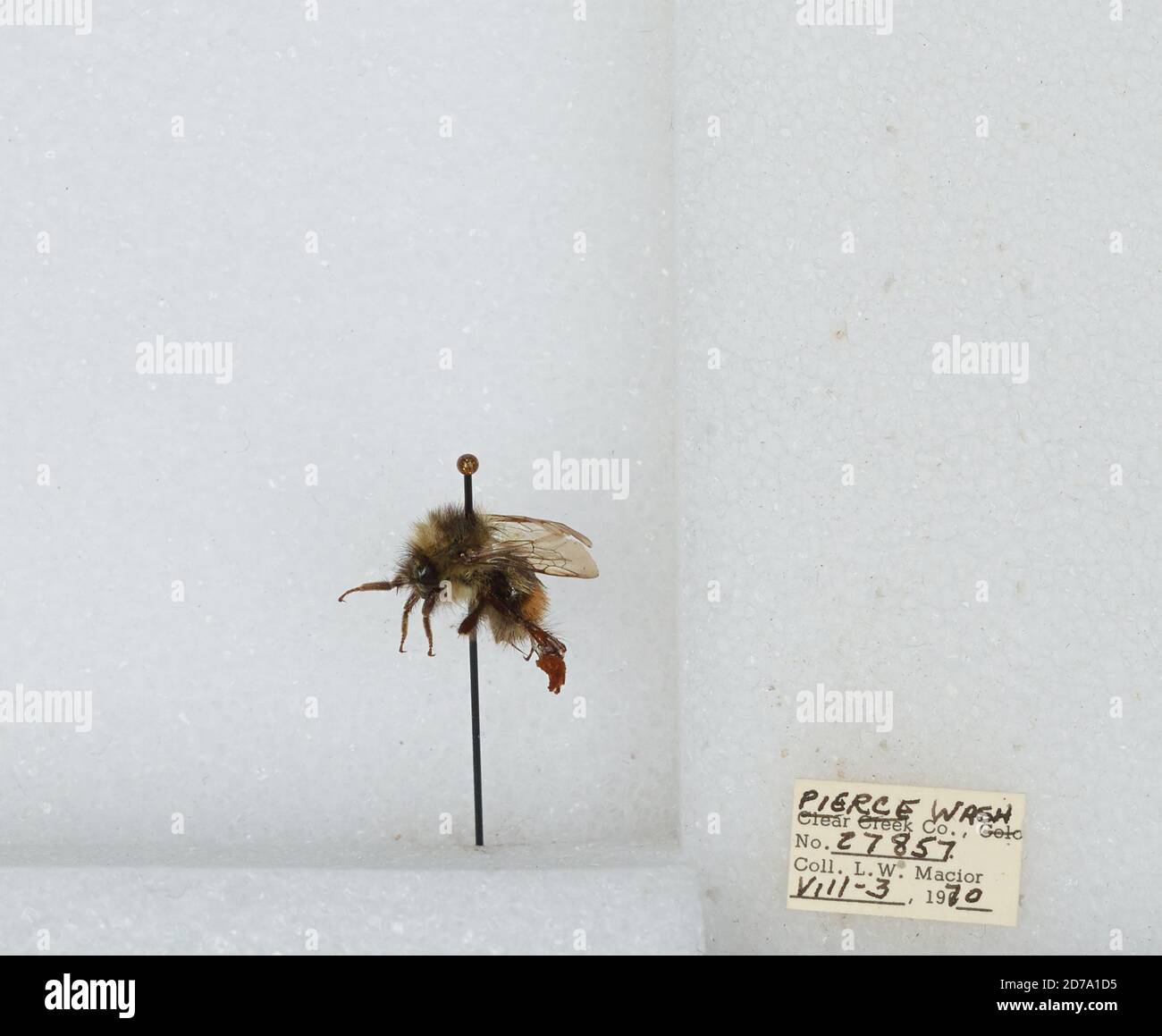 Pierce, Washington, United States, Bombus (Pyrobombus) melanopygus ...