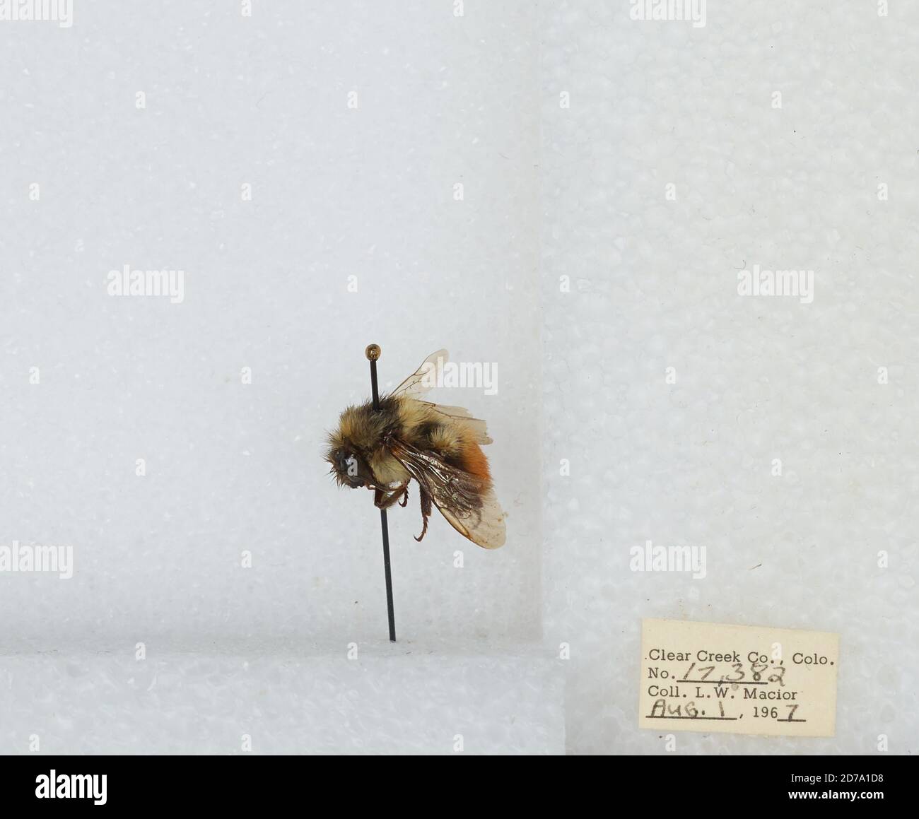 Clear Creek, Colorado, United States, Bombus (Pyrobombus) melanopygus ...