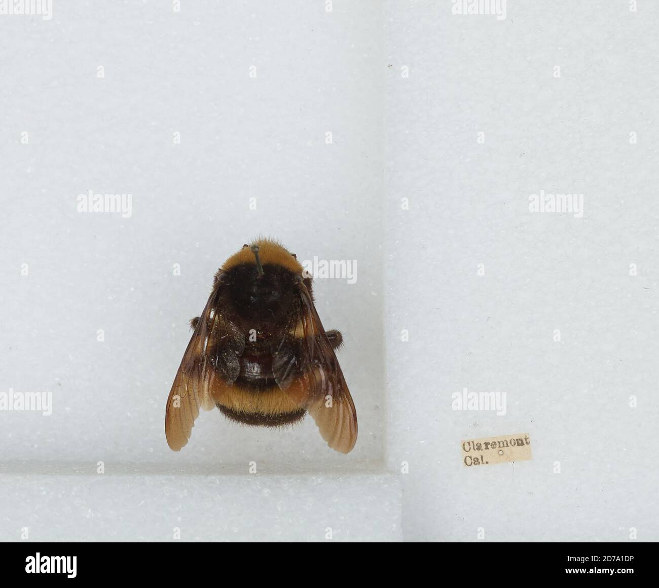 Crotchiibombus hi-res stock photography and images - Alamy