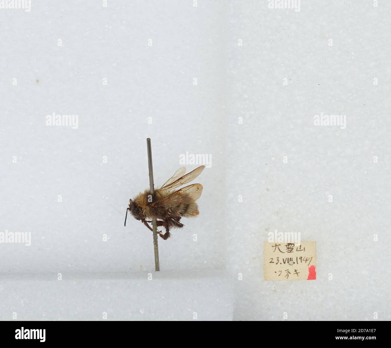 Daisetsuzan, Japan, Bombus (Diversobombus) diversus Smith, Animalia, Arthropoda, Insecta ...