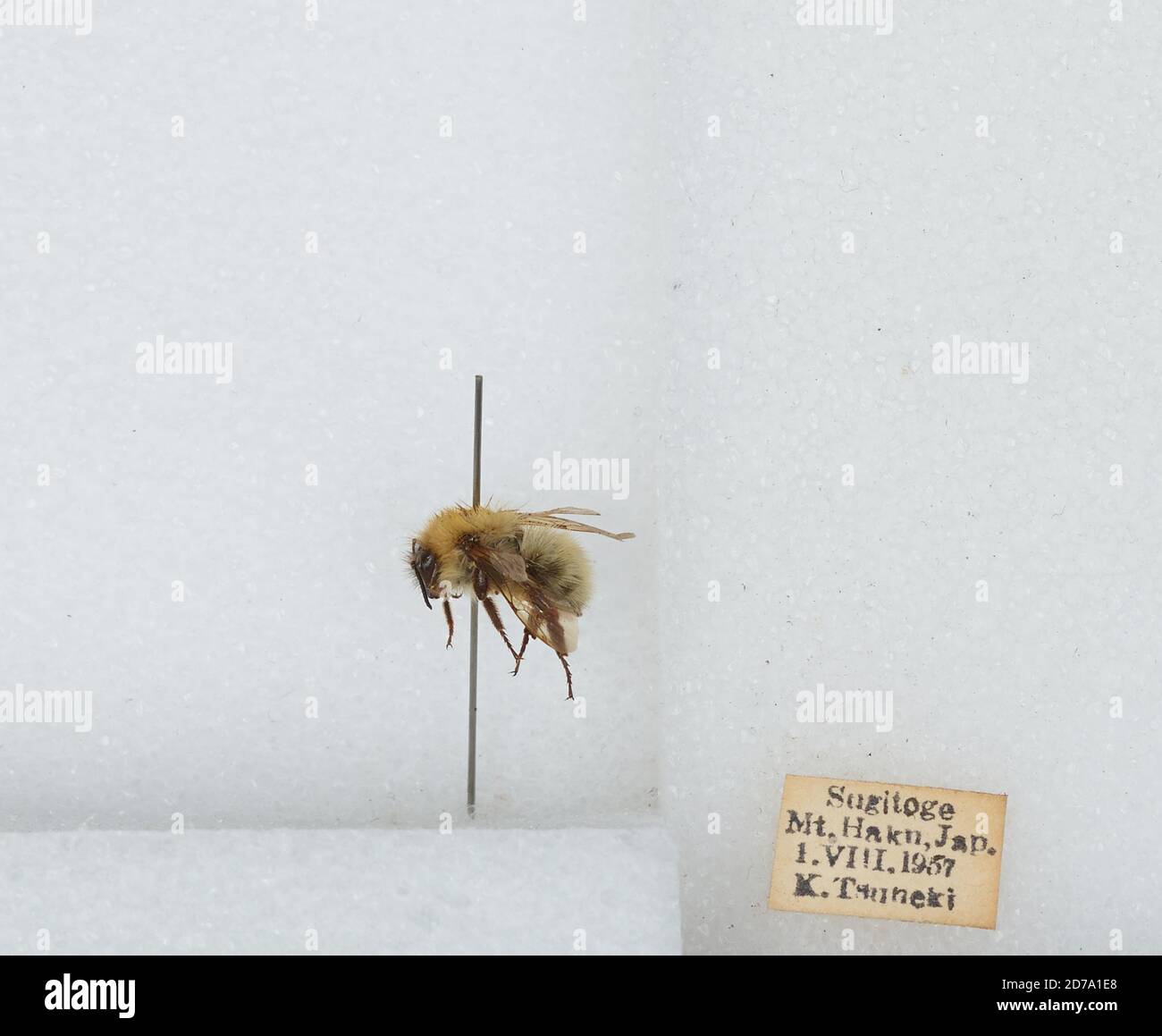 Mt. Haku, Sugitoge, Japan, Bombus (Diversobombus) diversus Smith ...