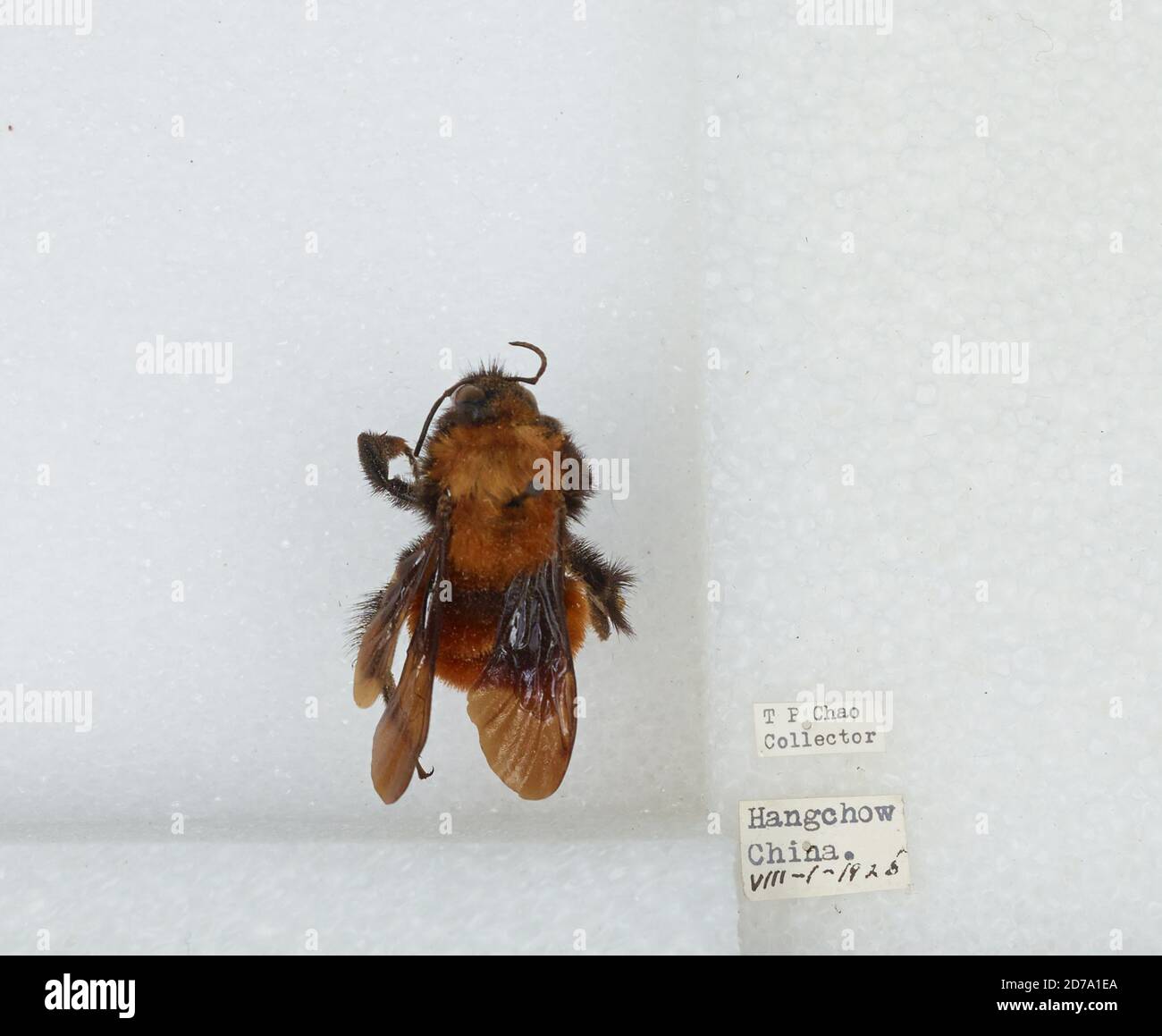 Hangzhou, Zhejiang, China, Bombus (Tricornibombus) atripes Smith ...