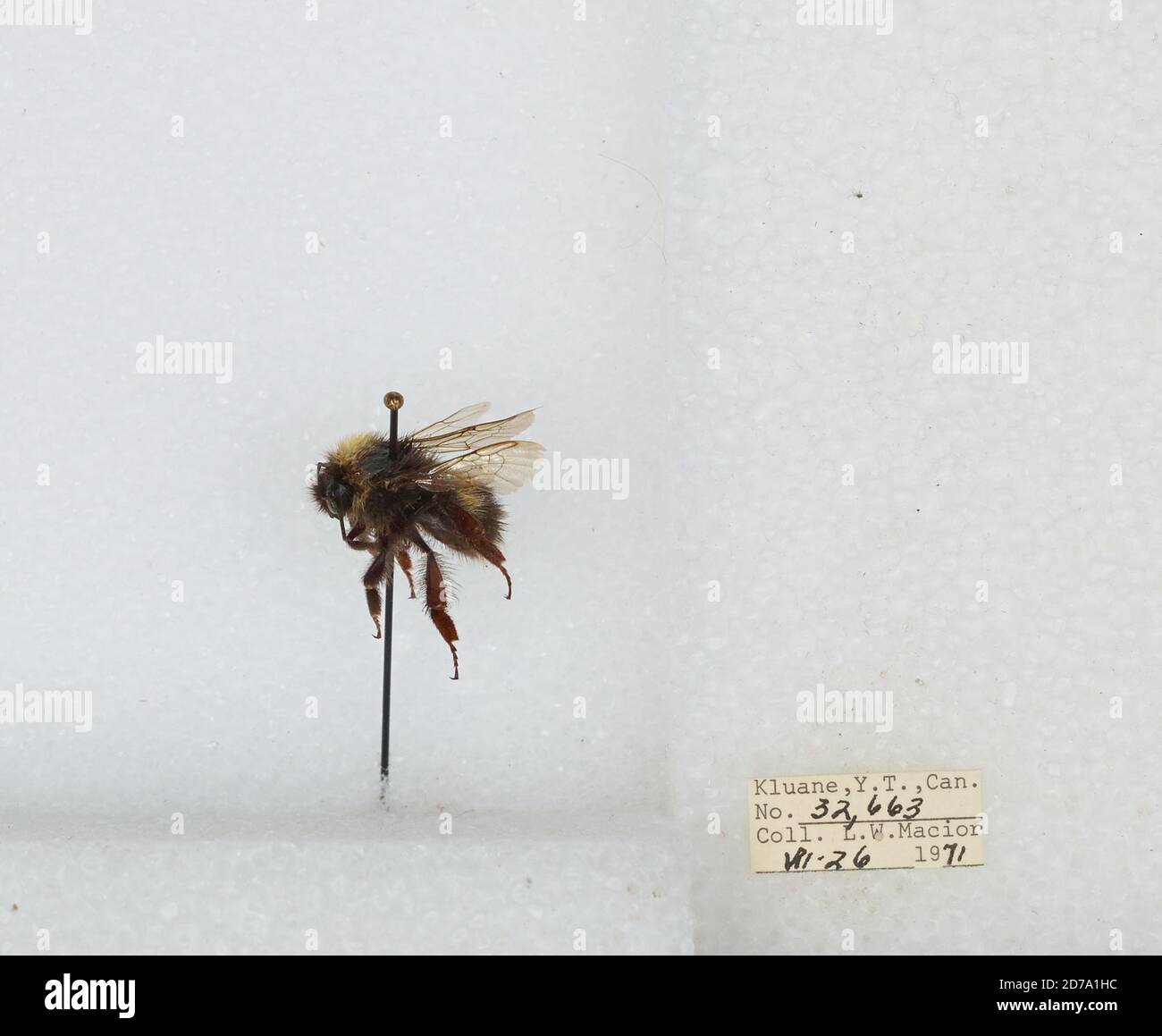 Kluane, Yukon Territory, Canada, Bombus (Bombus) lucorum (Linnaeus ...