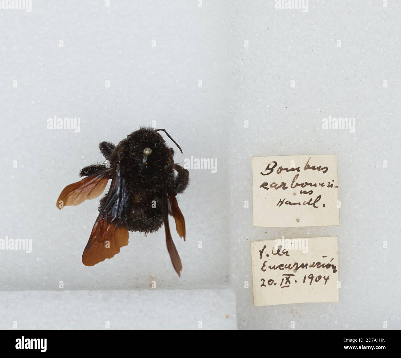 Bombus (Fervidobombus) morio (Swederus), Animalia, Arthropoda, Insecta ...