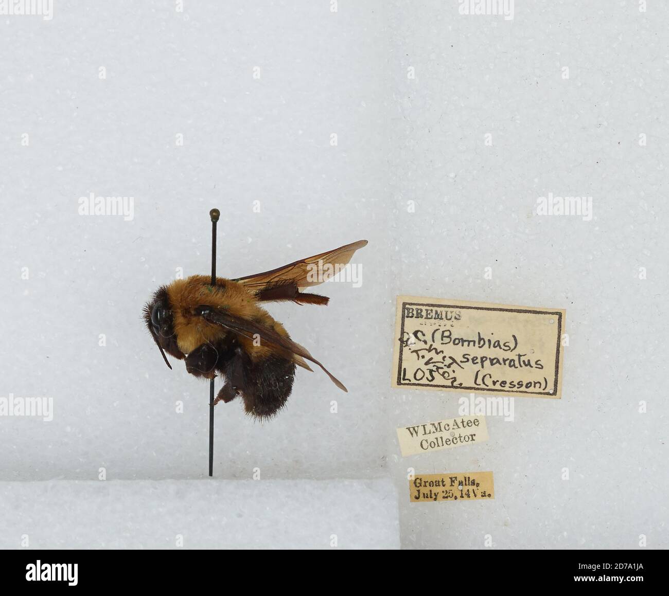 Great Falls, Fairfax, Virginia, United States, Bombus (Separatobombus ...