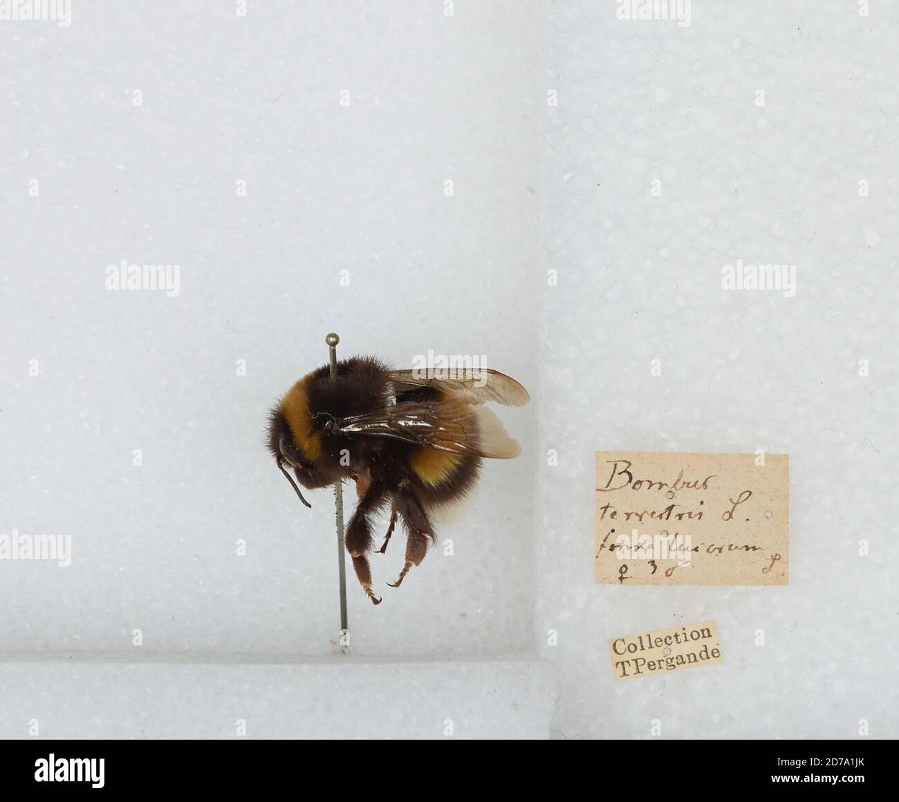 Bombus (Bombus) lucorum (Linnaeus), Animalia, Arthropoda, Insecta ...
