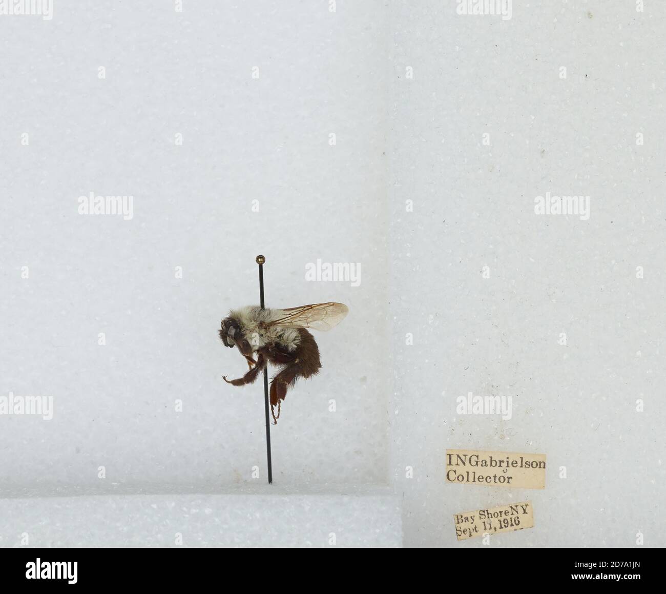 Bay Shore, Suffolk, New York, United States, Bombus (Pyrobombus ...