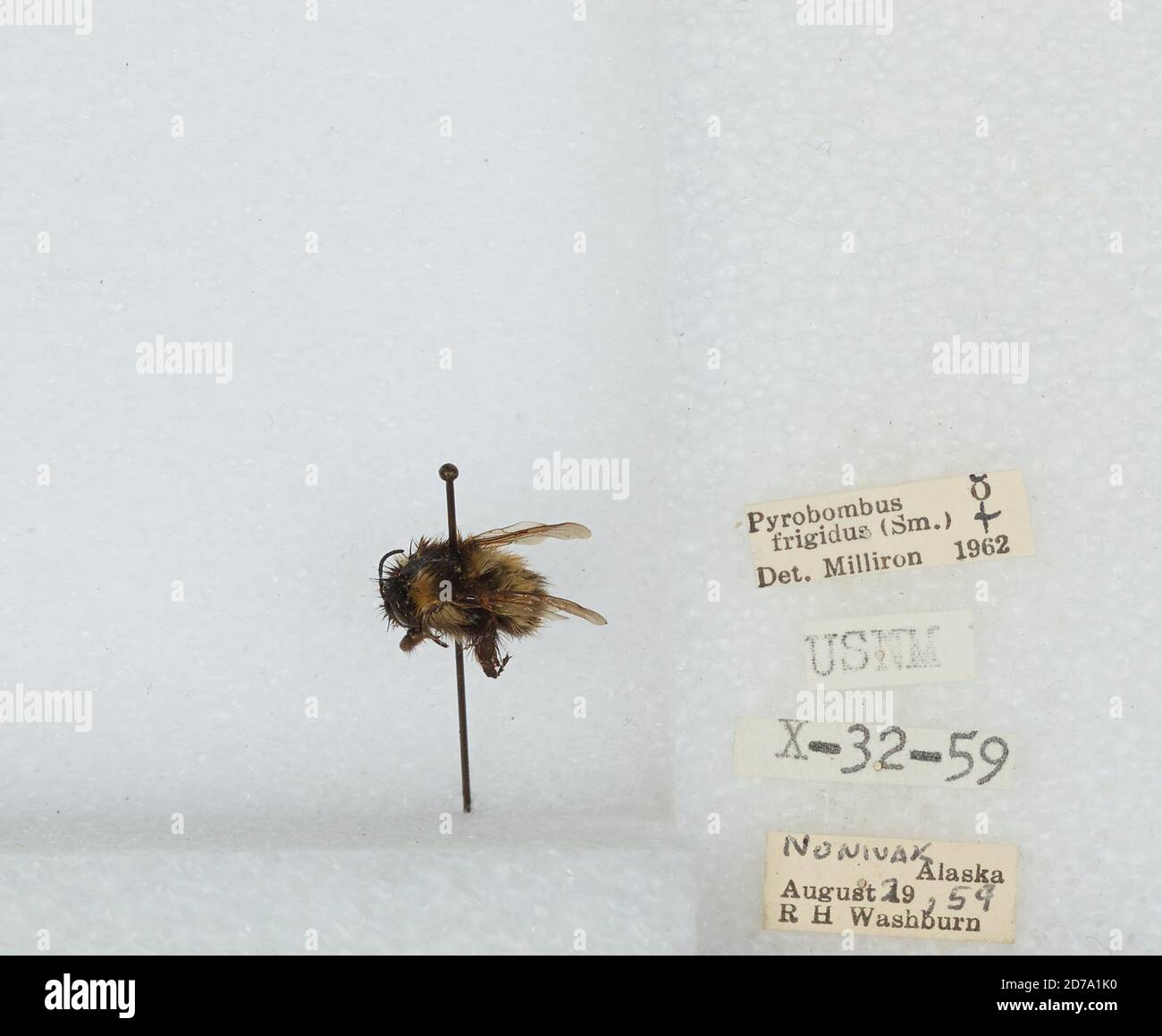 Nunivak, Bethel, Alaska, United States, Bombus (Pyrobombus) frigidus ...