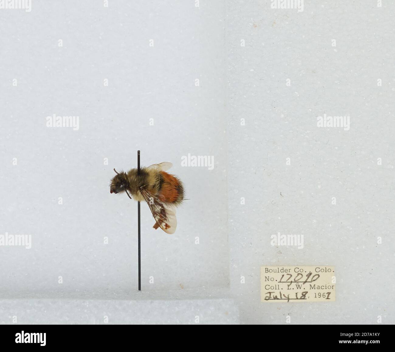 Boulder, Colorado, United States, Bombus (Pyrobombus) melanopygus ...