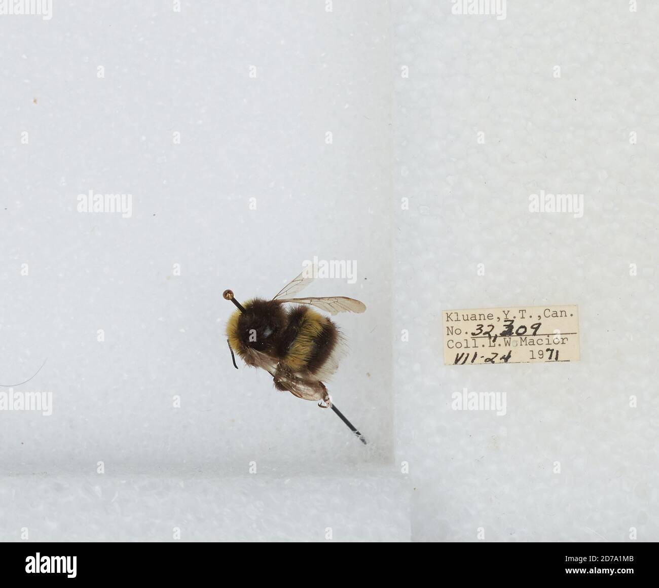Kluane, Yukon Territory, Canada, Bombus (Bombus) lucorum (Linnaeus ...