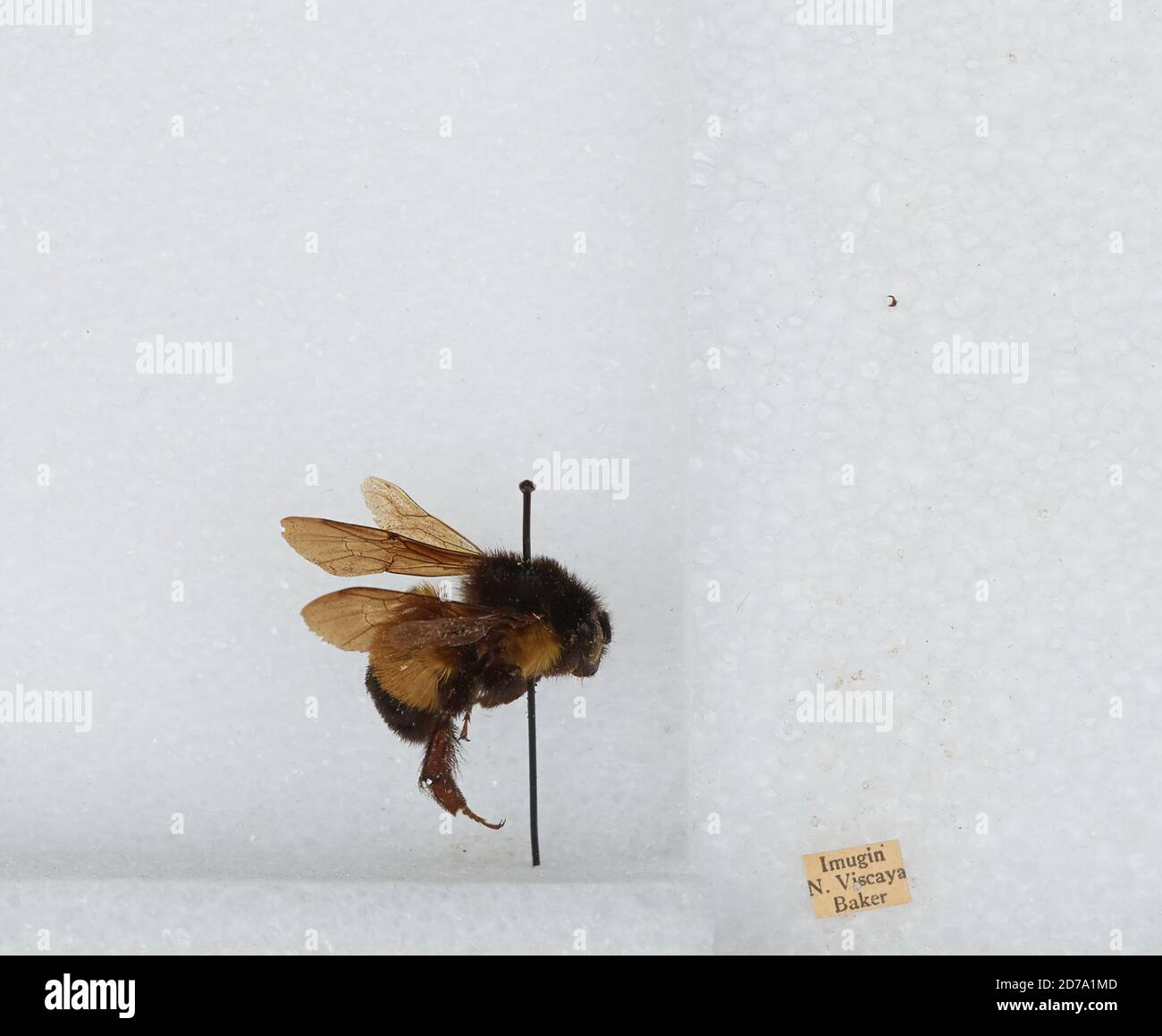 Imugin, N. Viscaya, Philippines, Bombus (Senexibombus) irisanensis ...