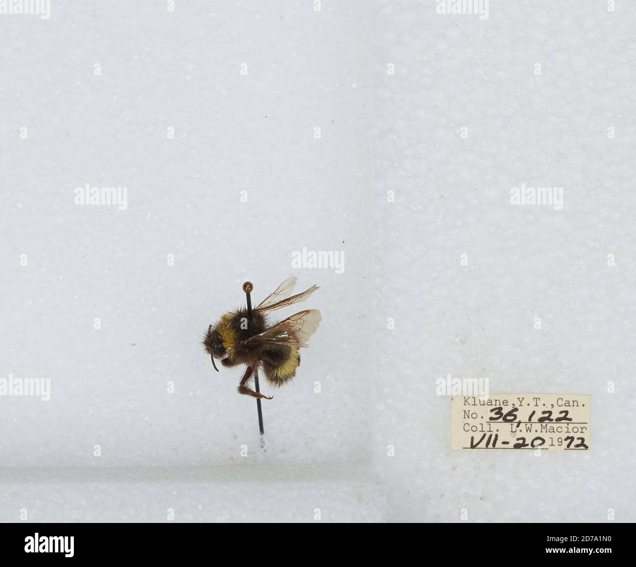 Kluane, Yukon Territory, Canada, Bombus (Bombus) lucorum (Linnaeus ...